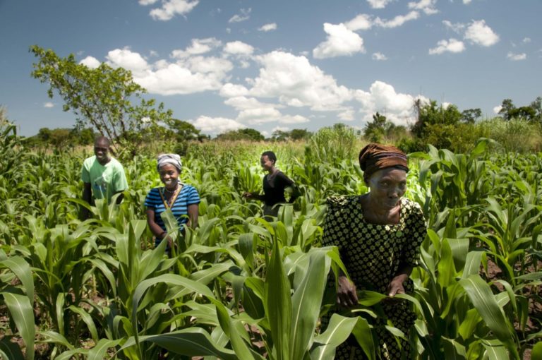 Closing the gender gap in agriculture is economically viable - report ...