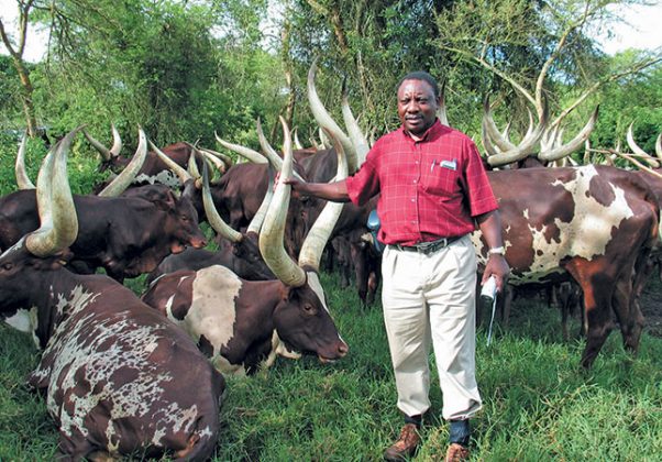 Ramaphosa praises Uganda’s Ankole cattle as Prince Harry admires them ...