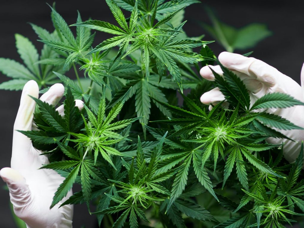 Record legal shipment nudges Africa towards $7bn cannabis market ...