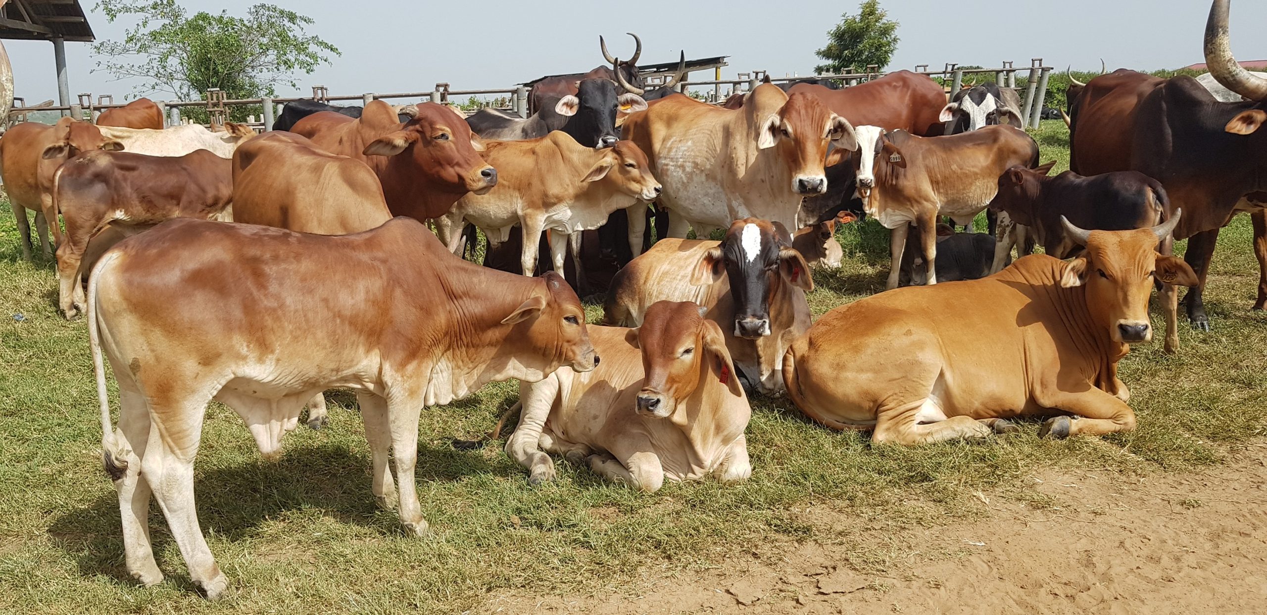 NAGRC kick-starts ambitious plan for Aswa Ranch - Eagle Online